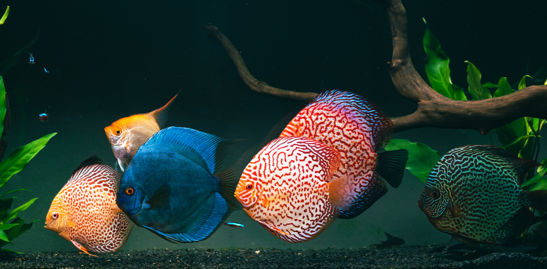 Fresh Water Fish – Hi-Tek Aquariums
