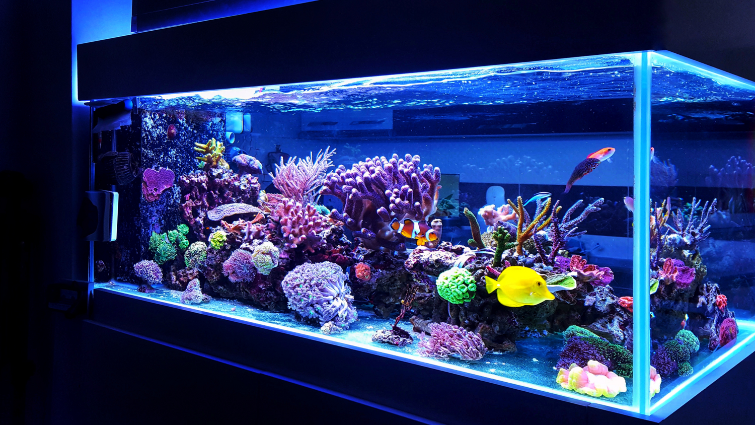 Marine Fish – Hi-Tek Aquariums
